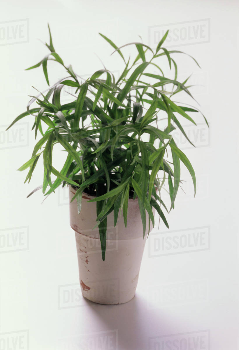 Tarragon Plant - Stock Photo - Dissolve