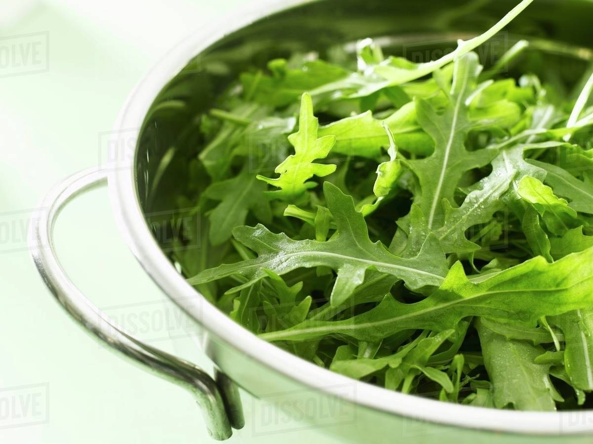 Fresh rocket in bowl - Royalty-free Stock Photo | Dissolve