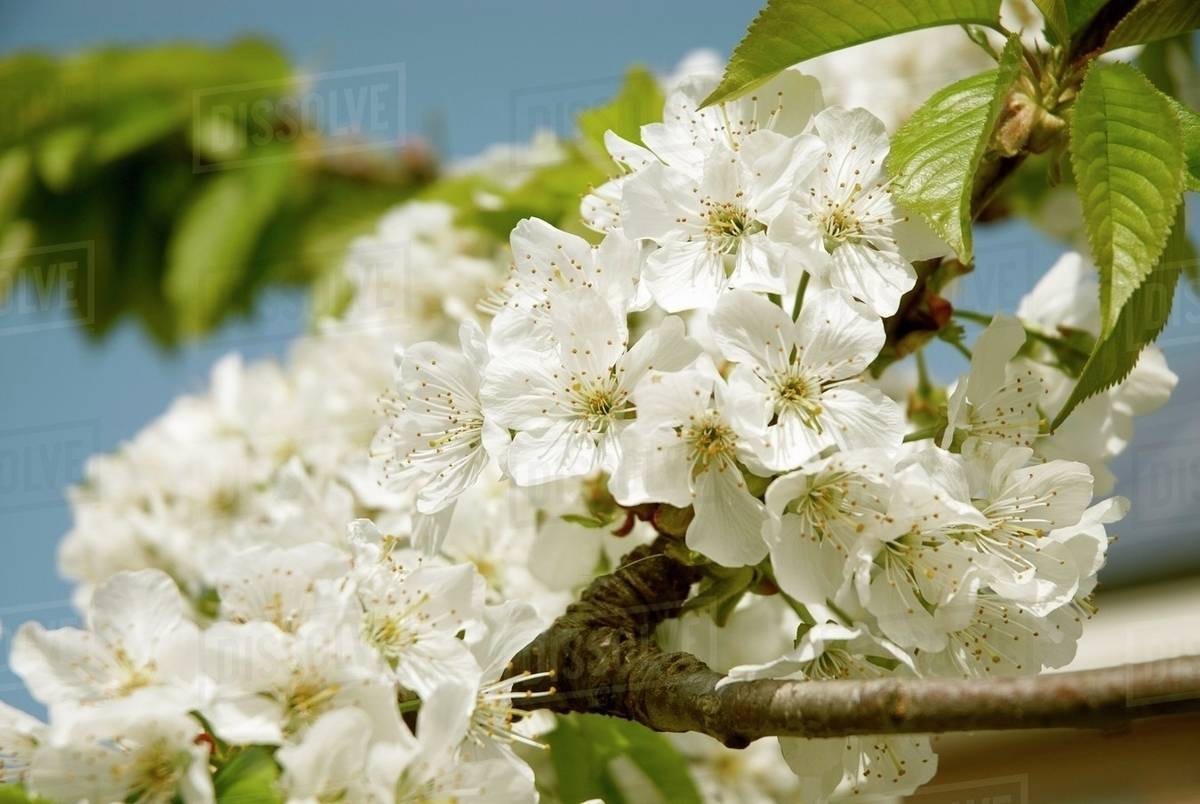 Cherry blossom - Royalty-free Stock Photo | Dissolve