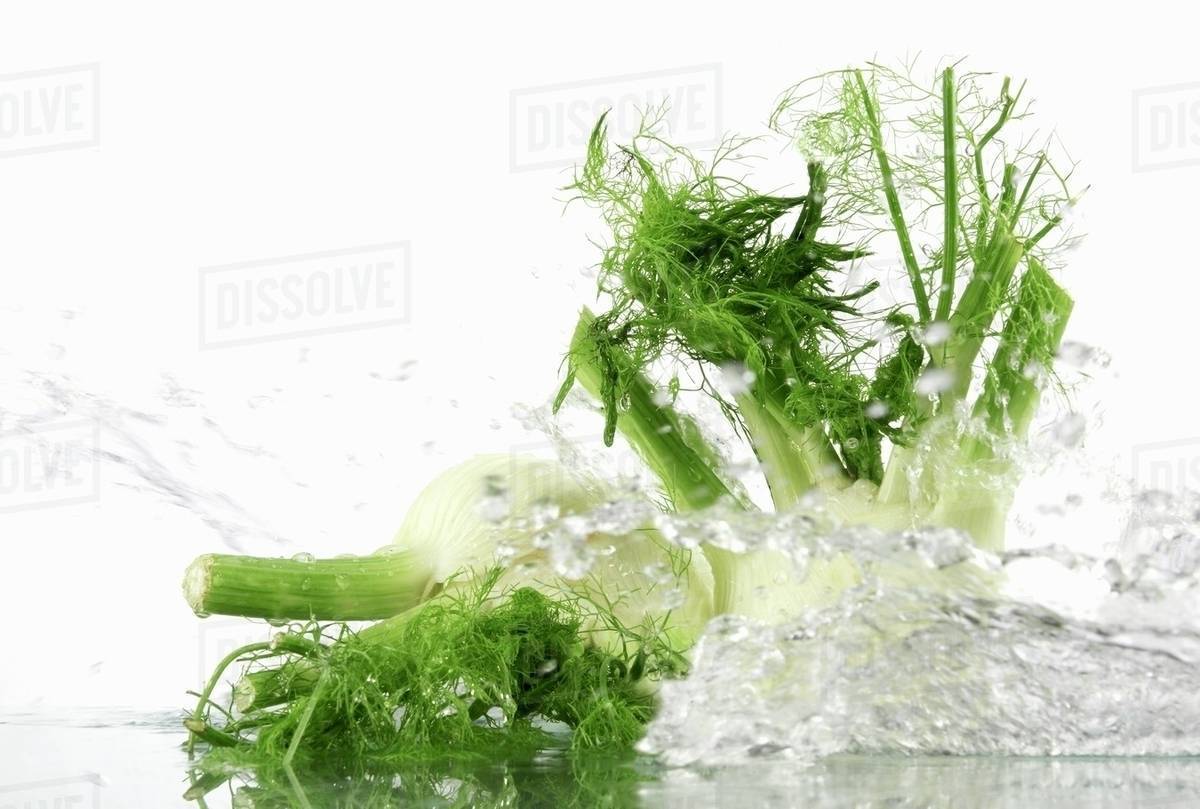 Fennel bulbs with splashing water - Royalty-free Stock Photo | Dissolve