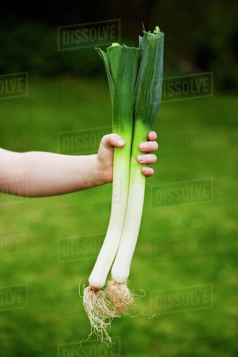 Hand holding leeks - Royalty-free Stock Photo | Dissolve
