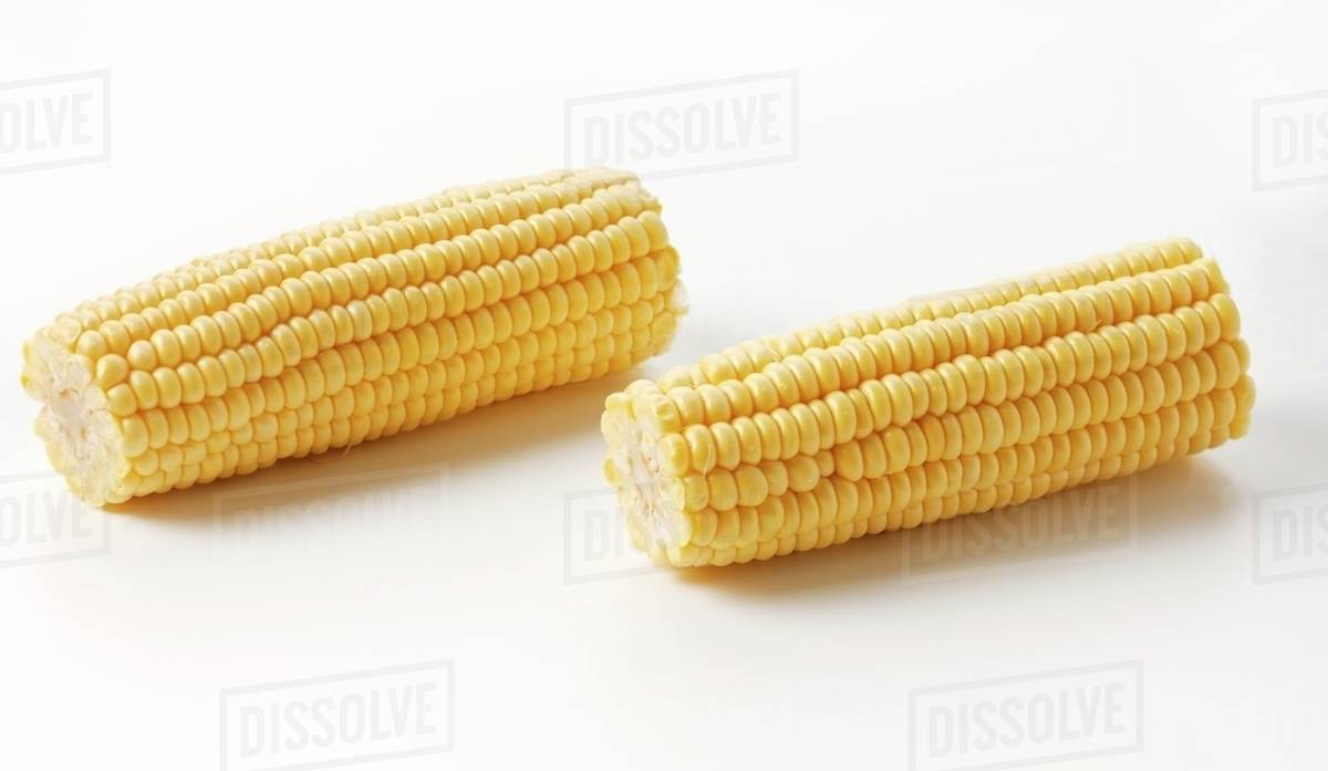 Two fresh corn cobs - Stock Photo - Dissolve