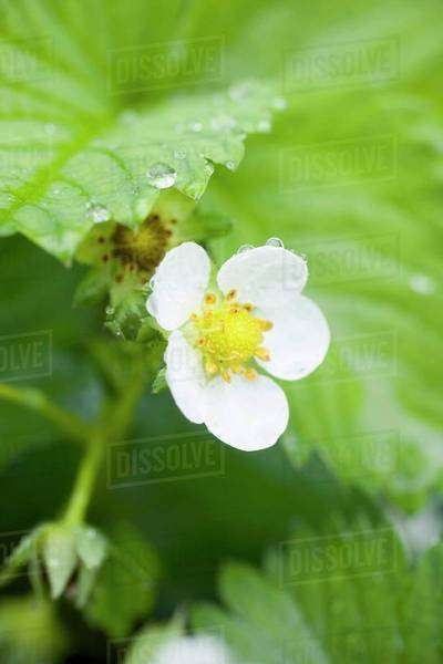 Strawberry flower (close-up) - Stock Photo - Dissolve