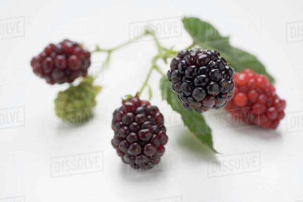 Blackberries on stalk with leaves - Stock Photo - Dissolve