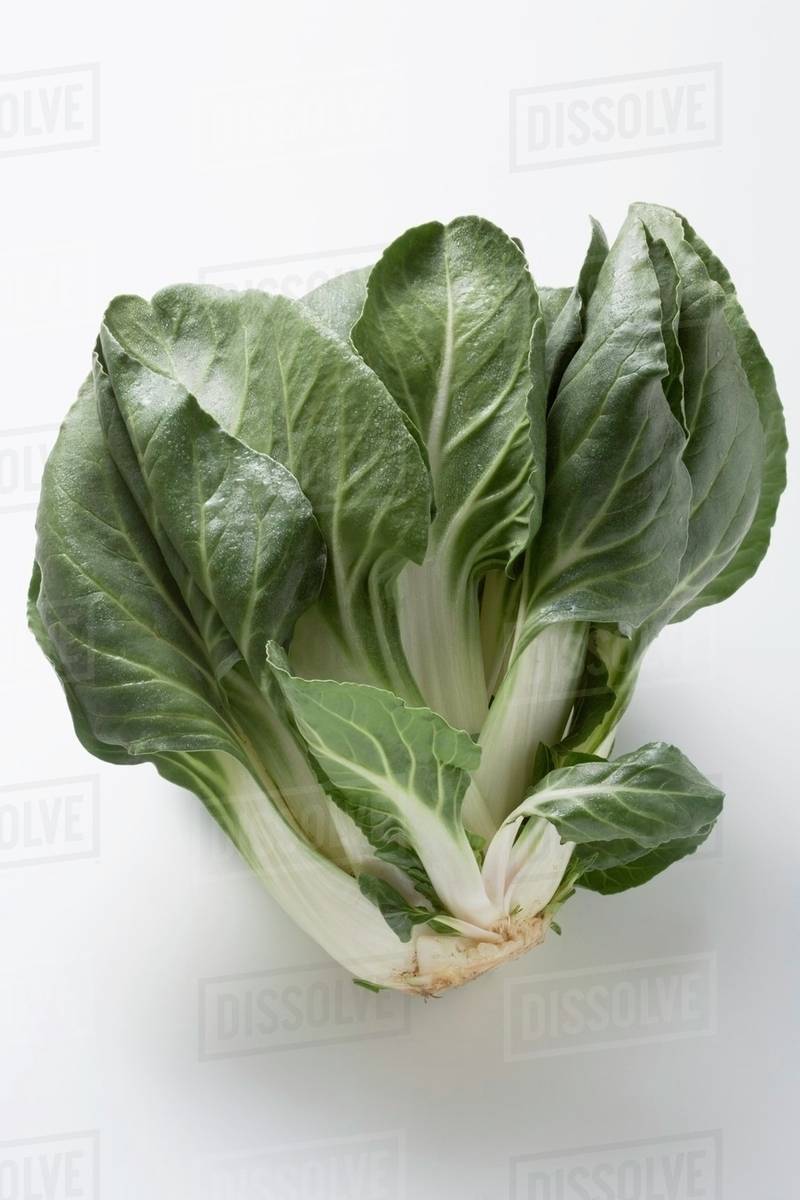 Fresh pak choi - Royalty-free Stock Photo | Dissolve