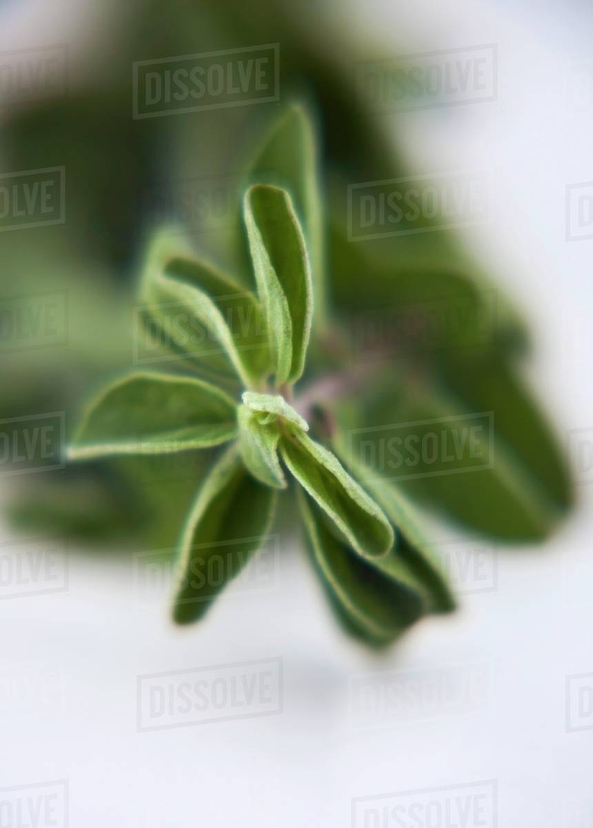 A fresh oregano sprig (close-up) - Stock Photo - Dissolve
