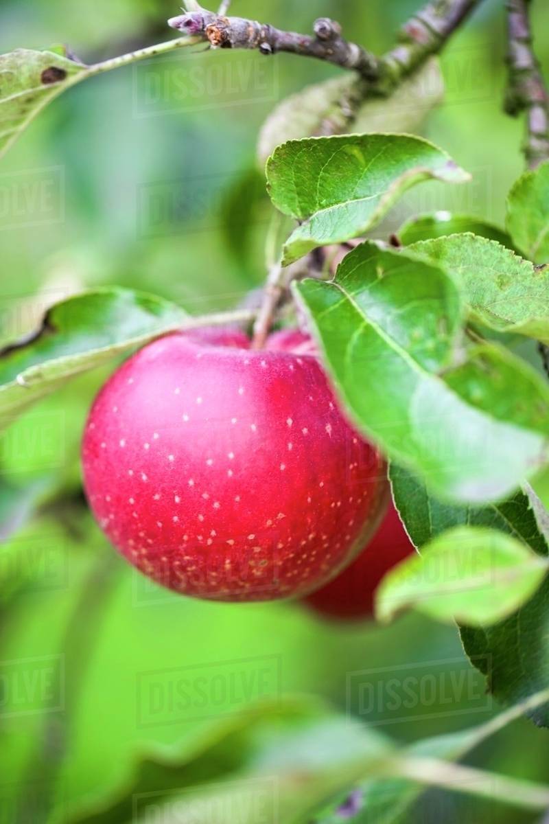 Red apples on the tree - Royalty-free Stock Photo | Dissolve