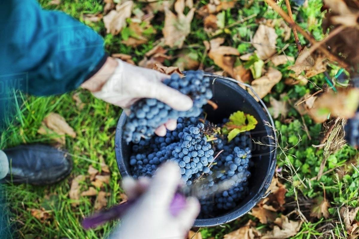 Grape harvest: a worker collecting red wine grapes in a bucket - Stock ...