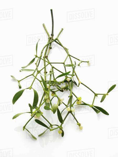 Sprig of mistletoe - Royalty-free Stock Photo | Dissolve
