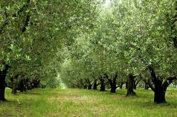 Olive trees near Triest - Royalty-free Stock Photo | Dissolve