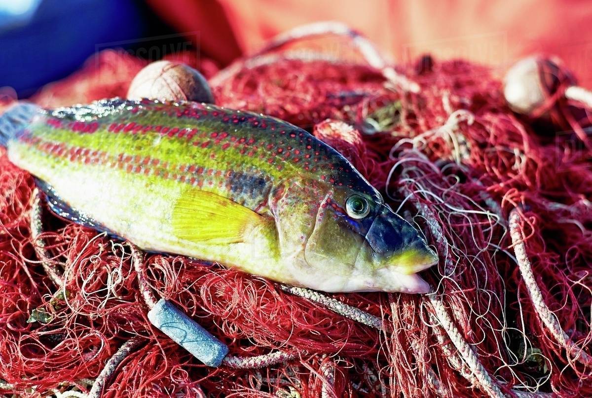 A freshly caught seawater fish on a net - Royalty-free Stock Photo ...