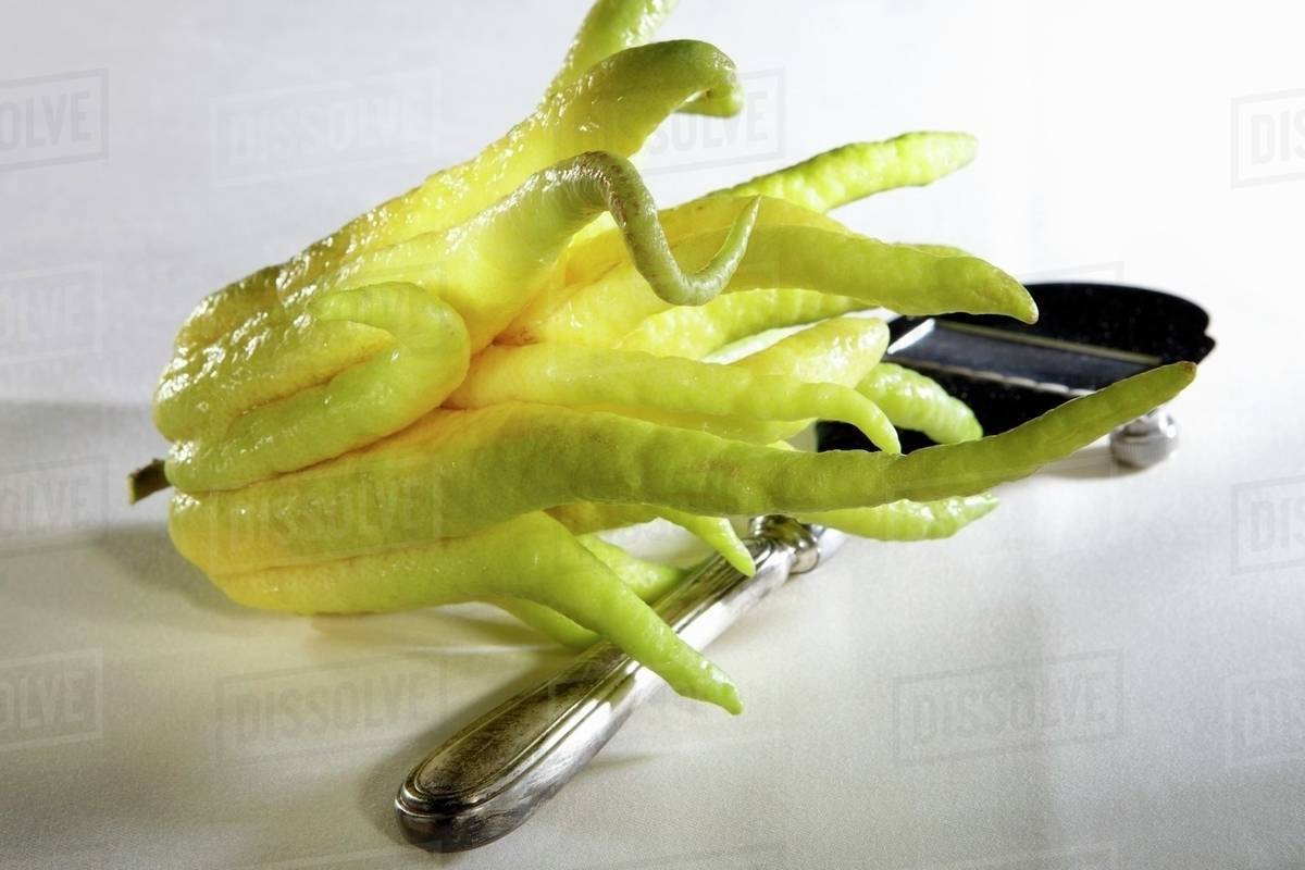 Buddha's hand (Citrus medica var. Sarcodactylis) with a slicer - Stock ...