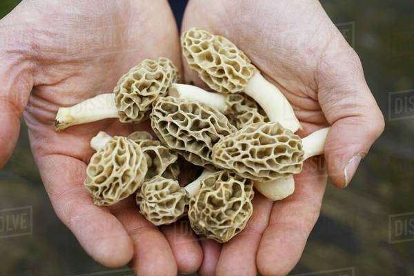 Fresh morels - Royalty-free Stock Photo | Dissolve