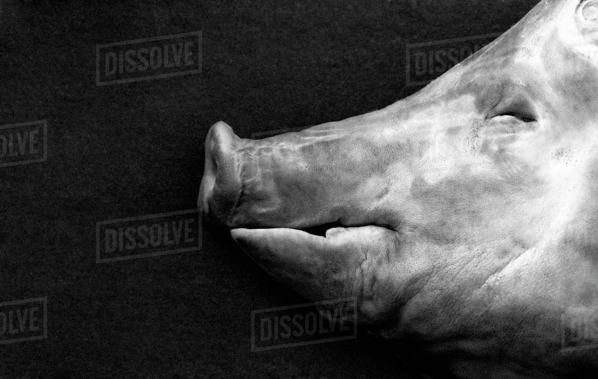 A pigs head - Stock Photo - Dissolve