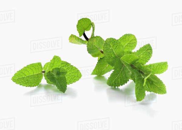 Fresh mint - Royalty-free Stock Photo | Dissolve
