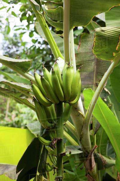 Bananas just before harvesting - Stock Photo - Dissolve