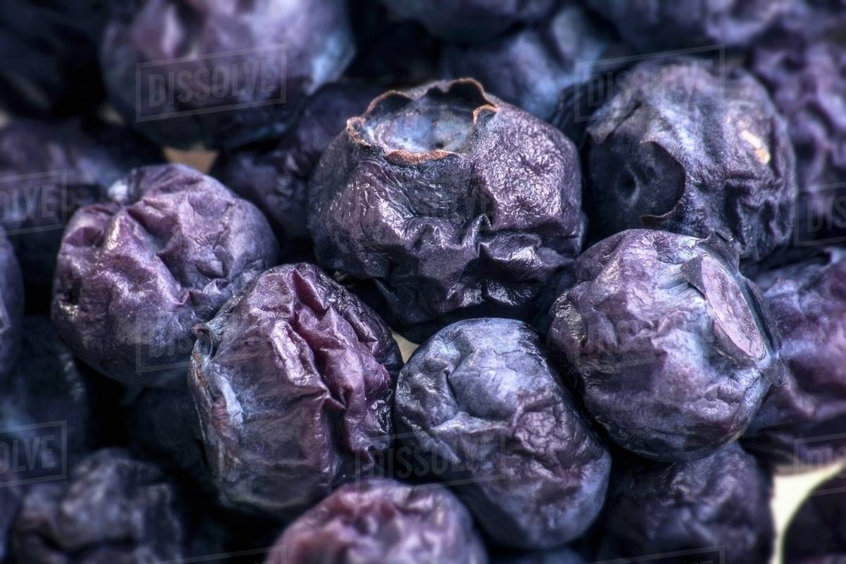 Mouldy blueberries (close-up) - Royalty-free Stock Photo | Dissolve