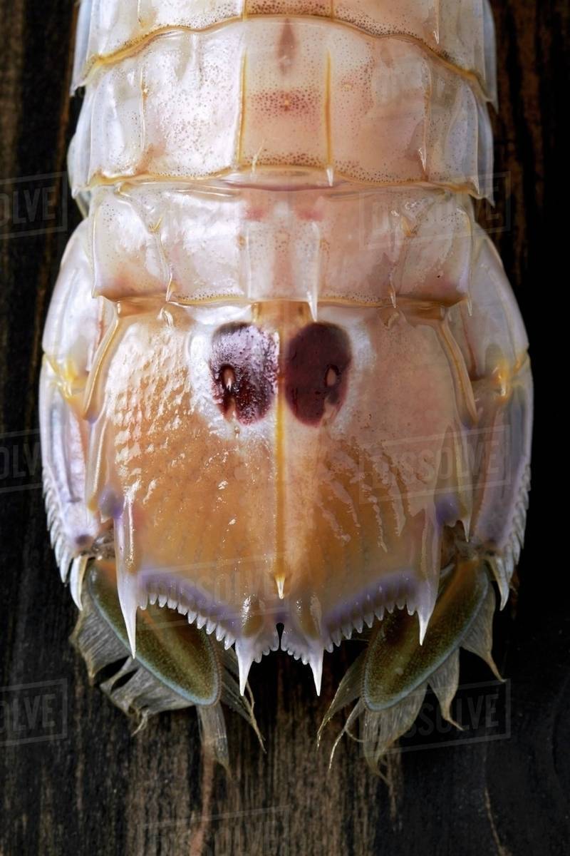 A mantis crab (close-up) - Stock Photo - Dissolve