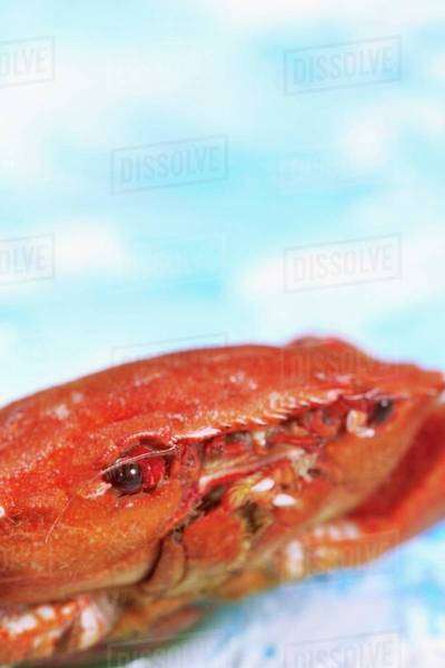Whole Crab Close Up - Stock Photo - Dissolve