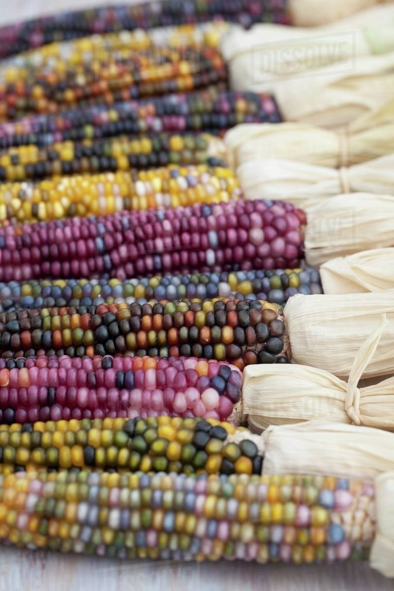 Various coloured corncobs - Stock Photo - Dissolve