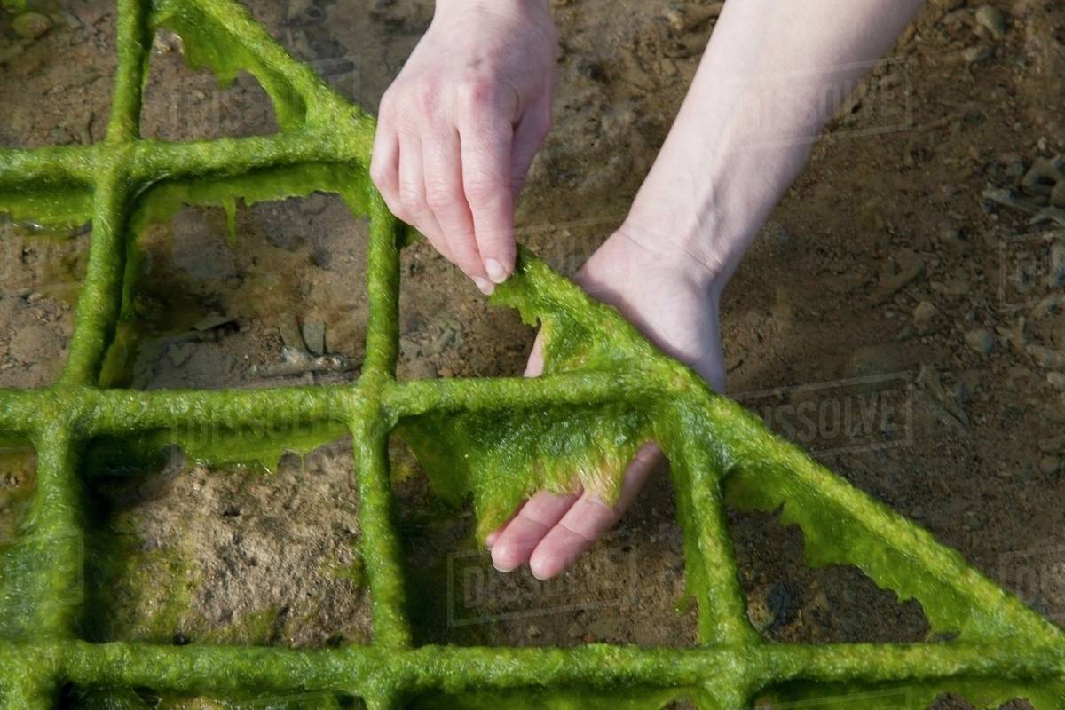 An algae garden on the island of Okinawa, Japan (algae being harvested ...