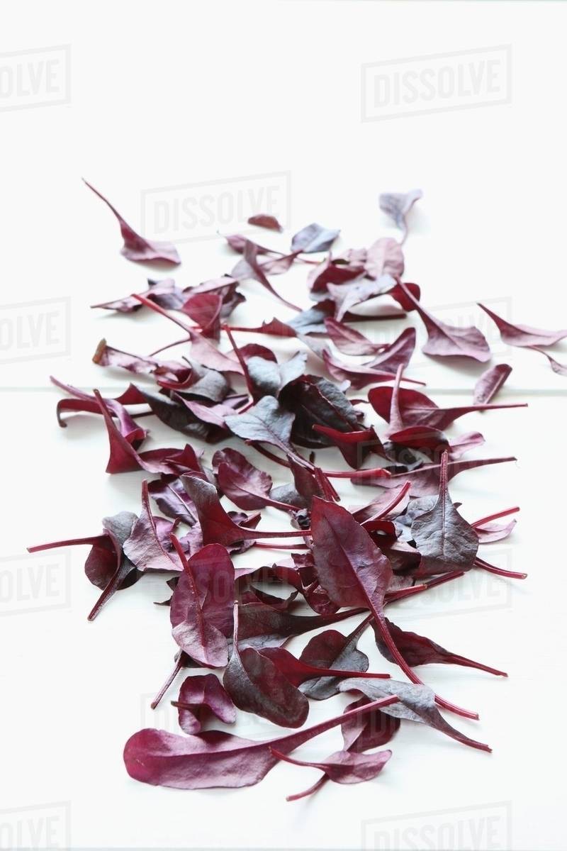 Beetroot leaves - Royalty-free Stock Photo | Dissolve