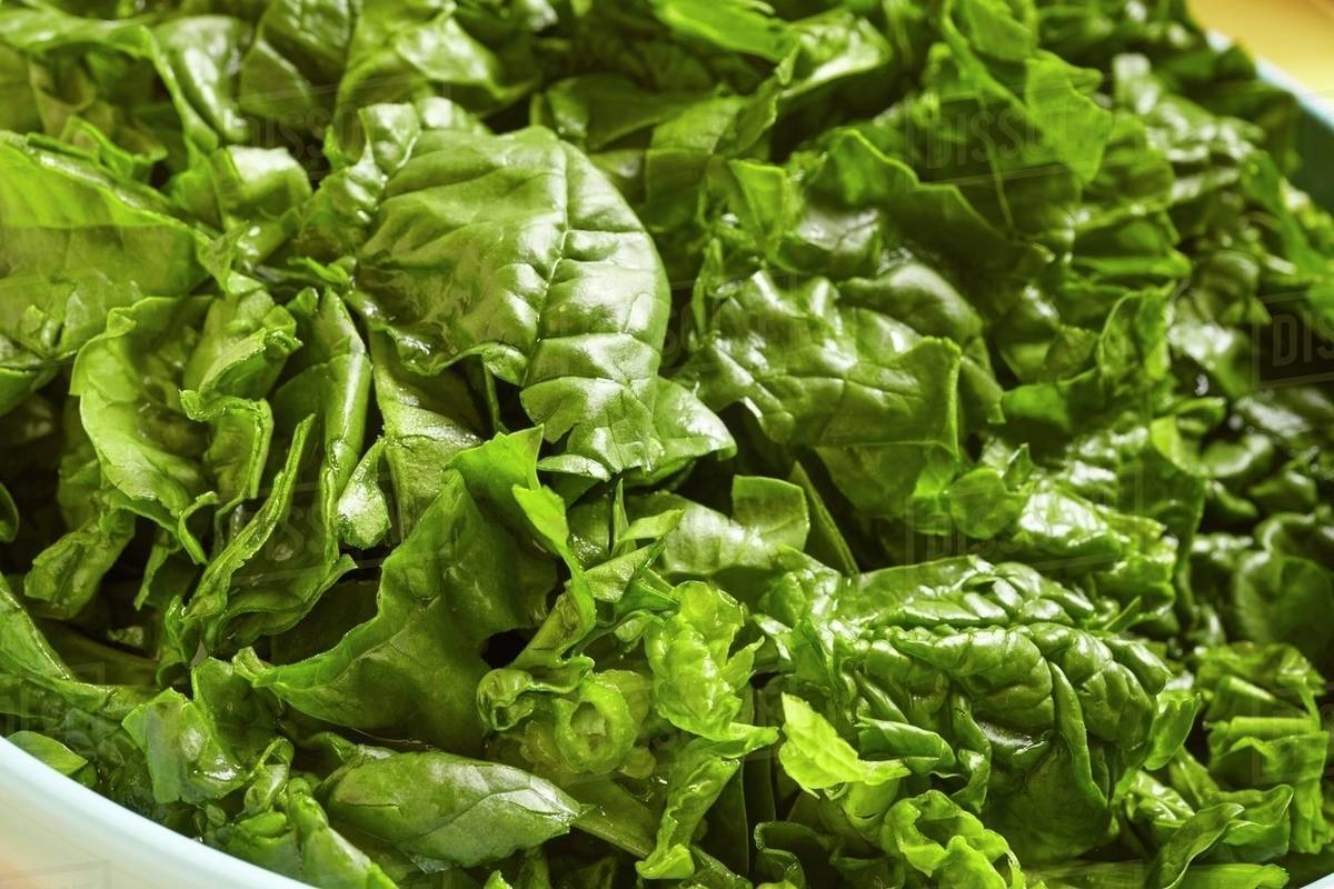 Roughly chopped spinach leaves - Stock Photo - Dissolve