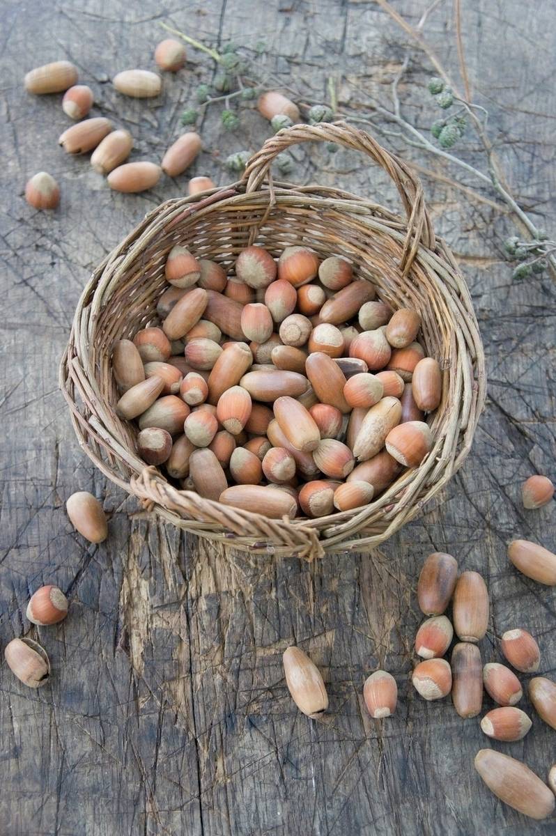 A basket of hazelnuts and acorns - Royalty-free Stock Photo | Dissolve