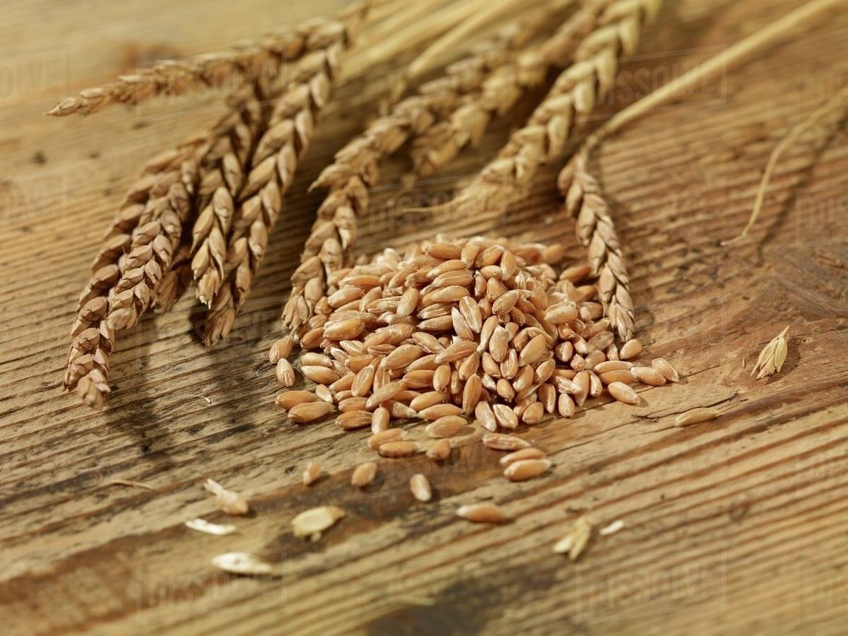 Spelt grains and ear of spelt on a wooden surface - Stock Photo - Dissolve