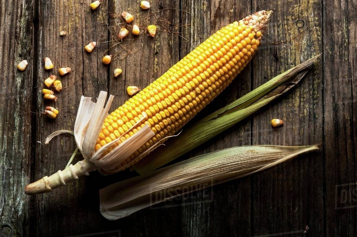 A corn cob on a rustic wooden surface - Royalty-free Stock Photo | Dissolve