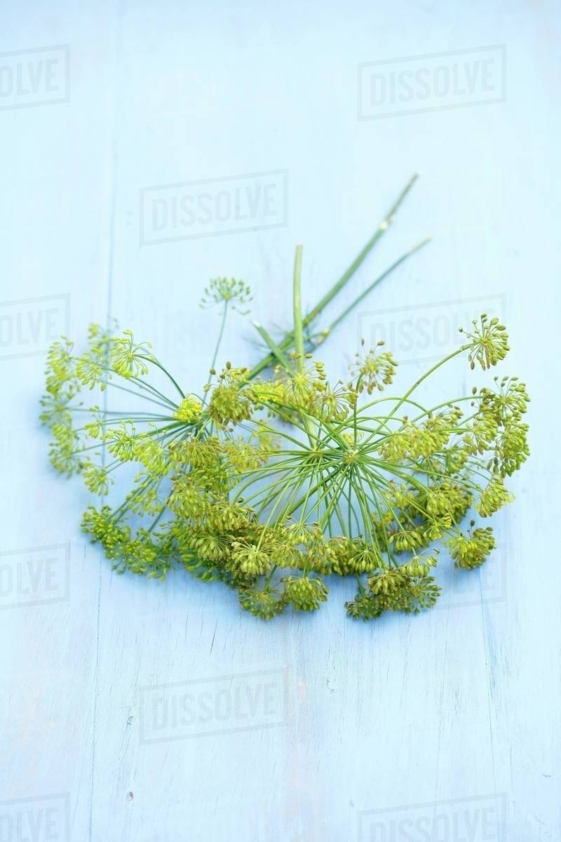 Fresh dill flowers - Royalty-free Stock Photo | Dissolve