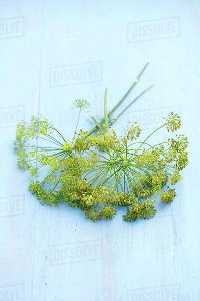 Fresh dill flowers - Royalty-free Stock Photo | Dissolve