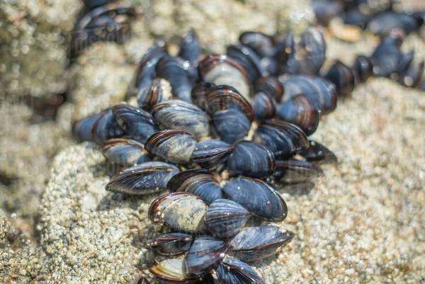 Fresh mussels by the sea - Royalty-free Stock Photo | Dissolve
