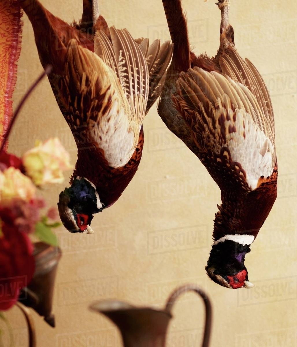 Two Dead Pheasants Hanging - Royalty-free Stock Photo | Dissolve
