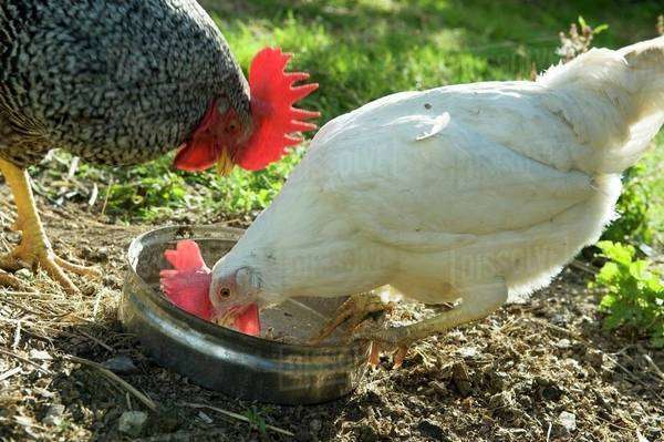 A hen pecking food out of a dish - Royalty-free Stock Photo | Dissolve
