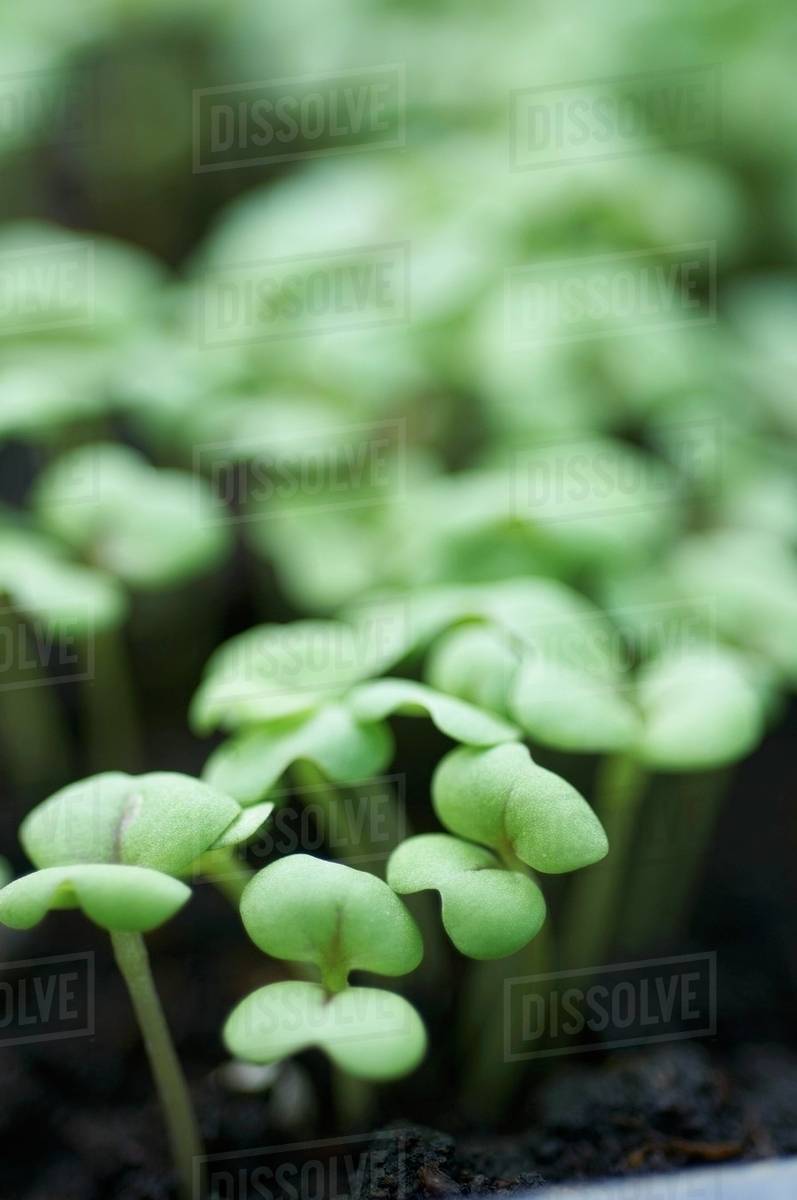 Carrot shoots (close-up) - Royalty-free Stock Photo | Dissolve