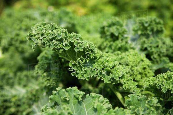 Kale in the vegetable plot (close-up) - Stock Photo - Dissolve