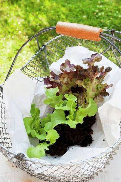 Young lettuce plants with soil (oak leaf lettuce) in a wire basket ...