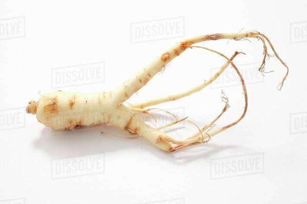 Fresh ginseng root - Stock Photo - Dissolve