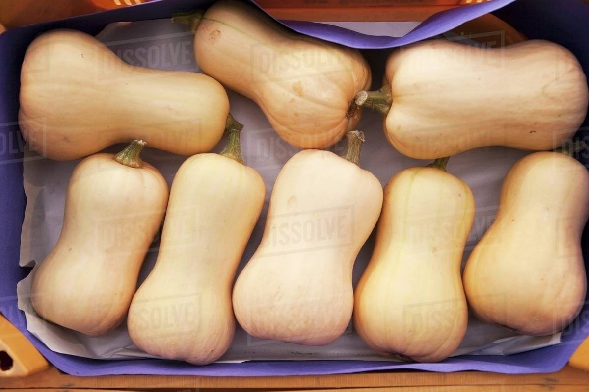 Several butternut squash in a crate (view from above) - Royalty-free ...