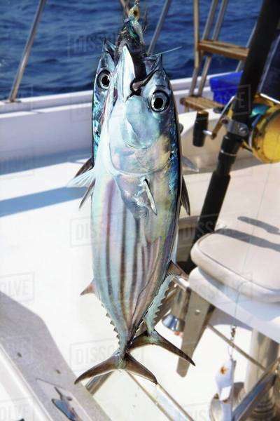 Freshly caught tuna on a fishing boat - Stock Photo - Dissolve