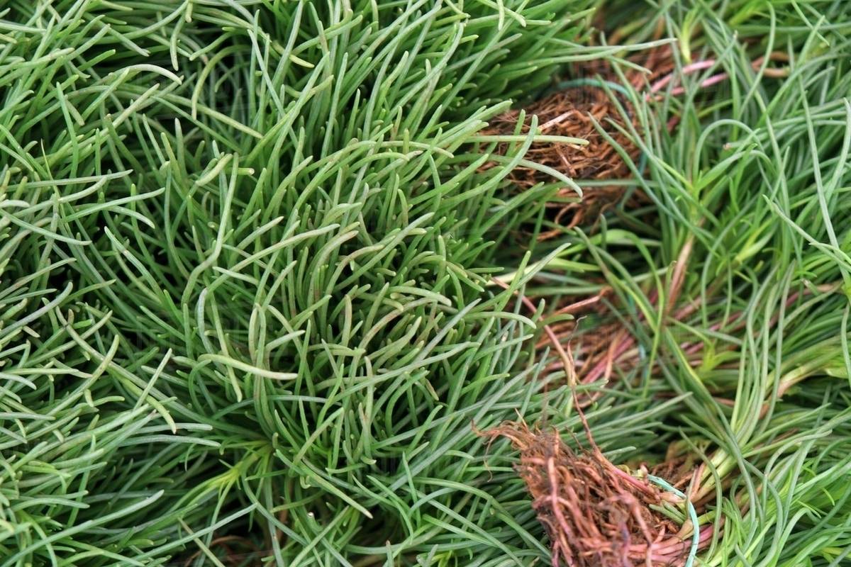 Agretti (Friar's Beard) - Royalty-free Stock Photo | Dissolve