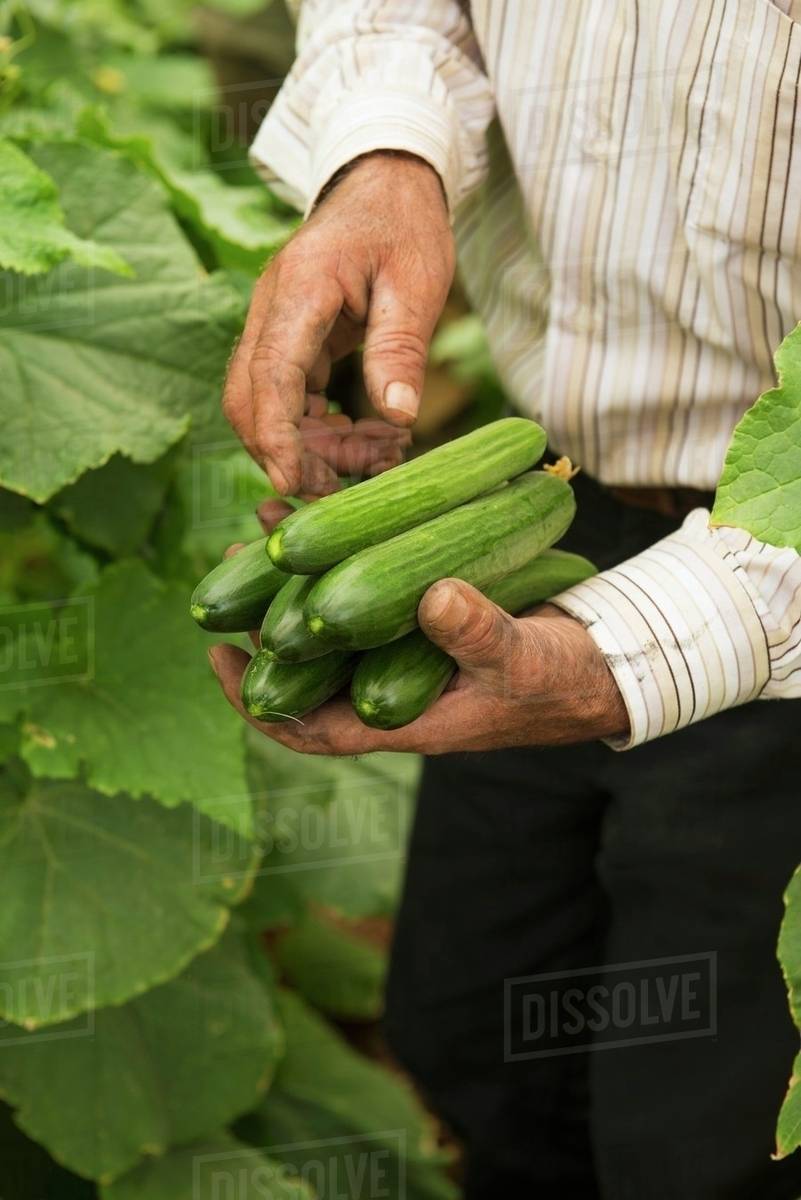 Hands holding freshly harvested cucumbers - Stock Photo - Dissolve