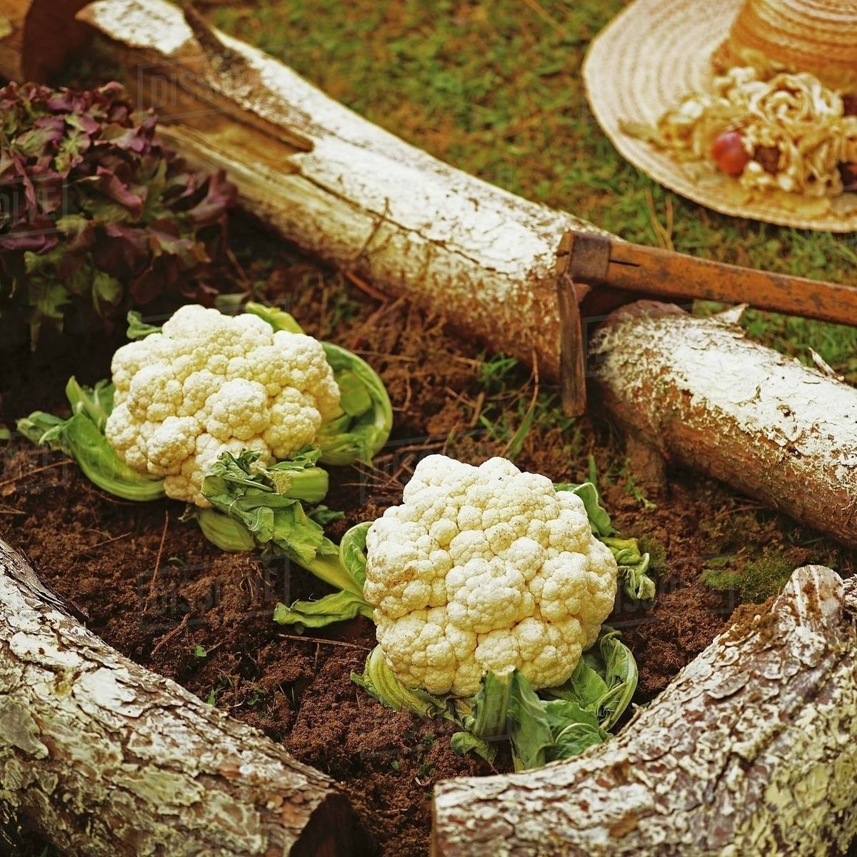 Cauliflowers and lettuce in a vegetable patch - Royalty-free Stock ...