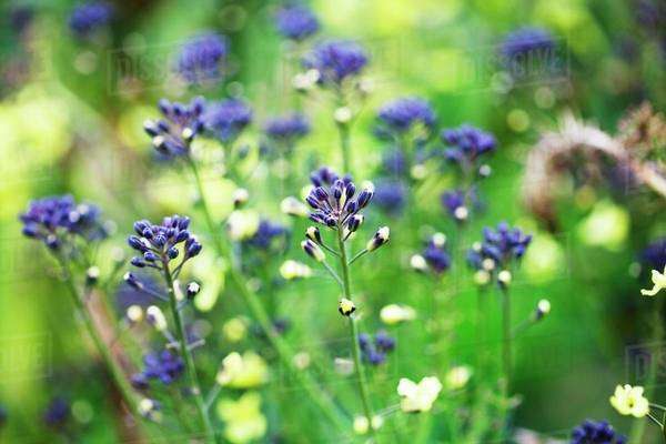 Broccoli flowers - Stock Photo - Dissolve
