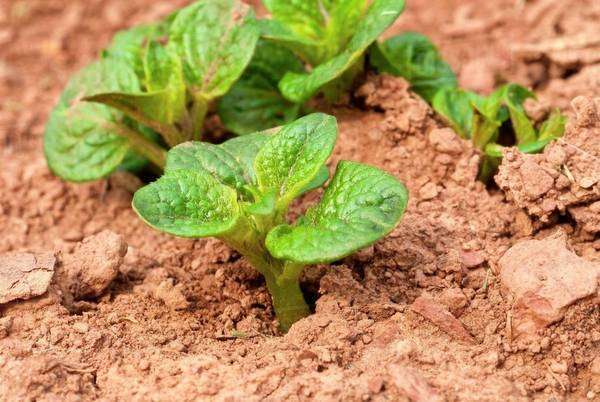 Red Bliss Potato Plants in Garden - Stock Photo - Dissolve