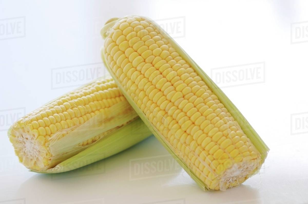 Two cobs of corn - Stock Photo - Dissolve