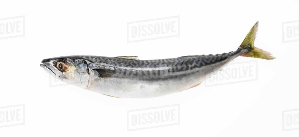 Whole Fresh Mackerel on a White Background - Royalty-free Stock Photo ...