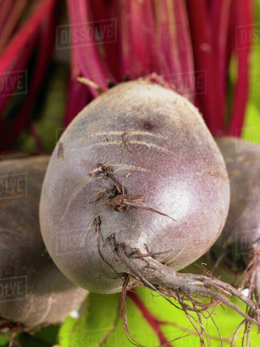 A beetroot (close-up) - Stock Photo - Dissolve