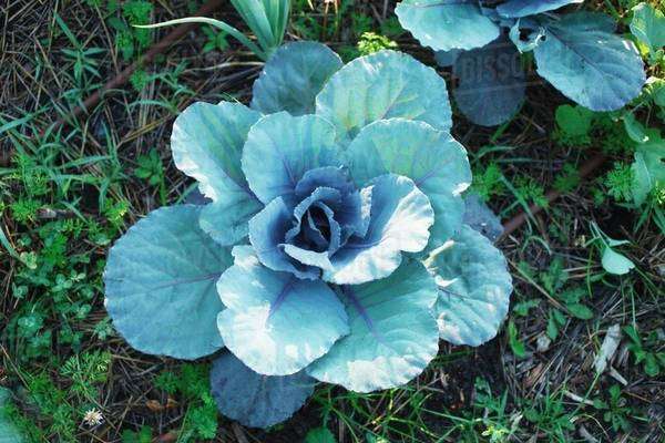 Red Cabbage Growing in the Garden - Royalty-free Stock Photo | Dissolve